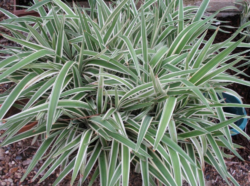 Berikut Daftar Tanaman Hias Bermanfaat Yang Harus Ada di Rumah – Fispol